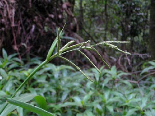 Broad-leaved paspalum