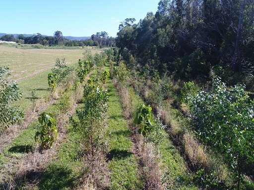 Large scale riparian revegetation