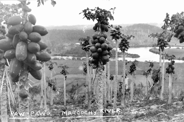 Backward Glance – The meandering history of Maroochy River