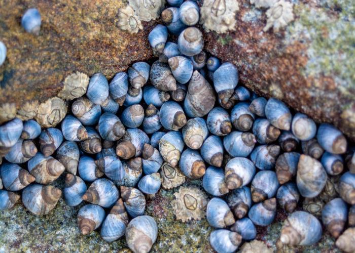 Rocky shore species identification
