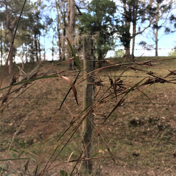 Wildlife mortality and injury from barbed-wire fences