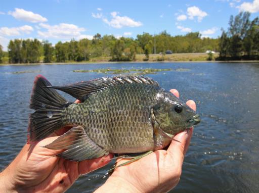 Invasive pest fish