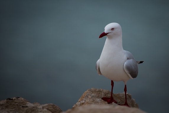 Silver Gull