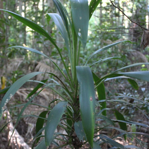 Replanting with native plants
