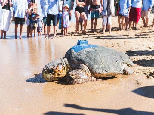 Conservation success stories