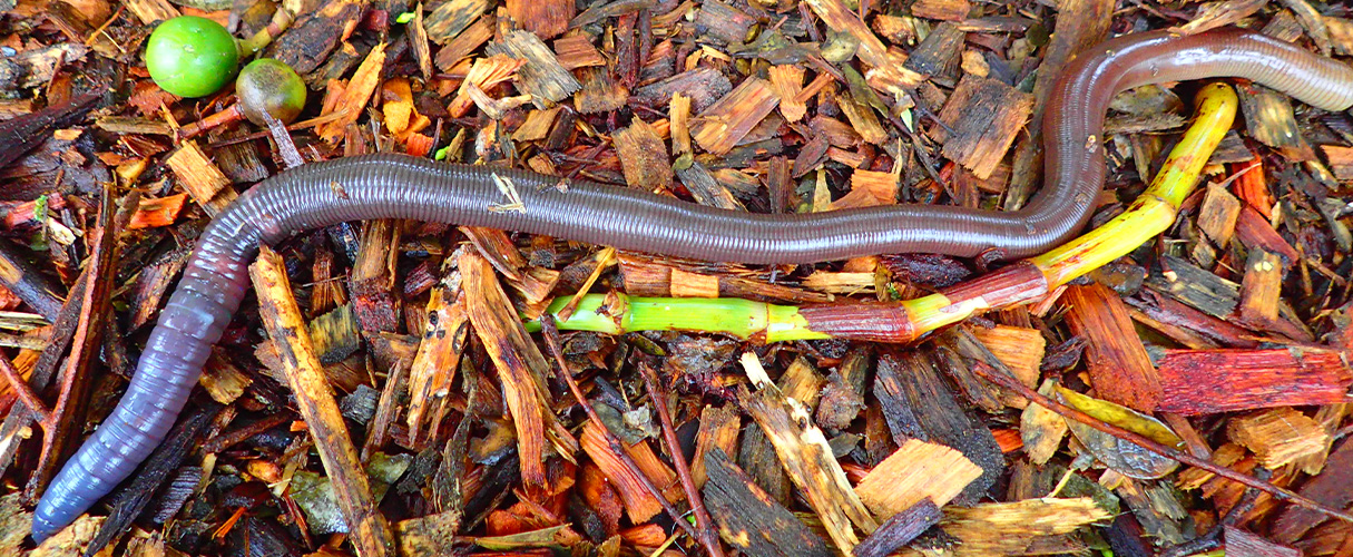 Giant Earthworms