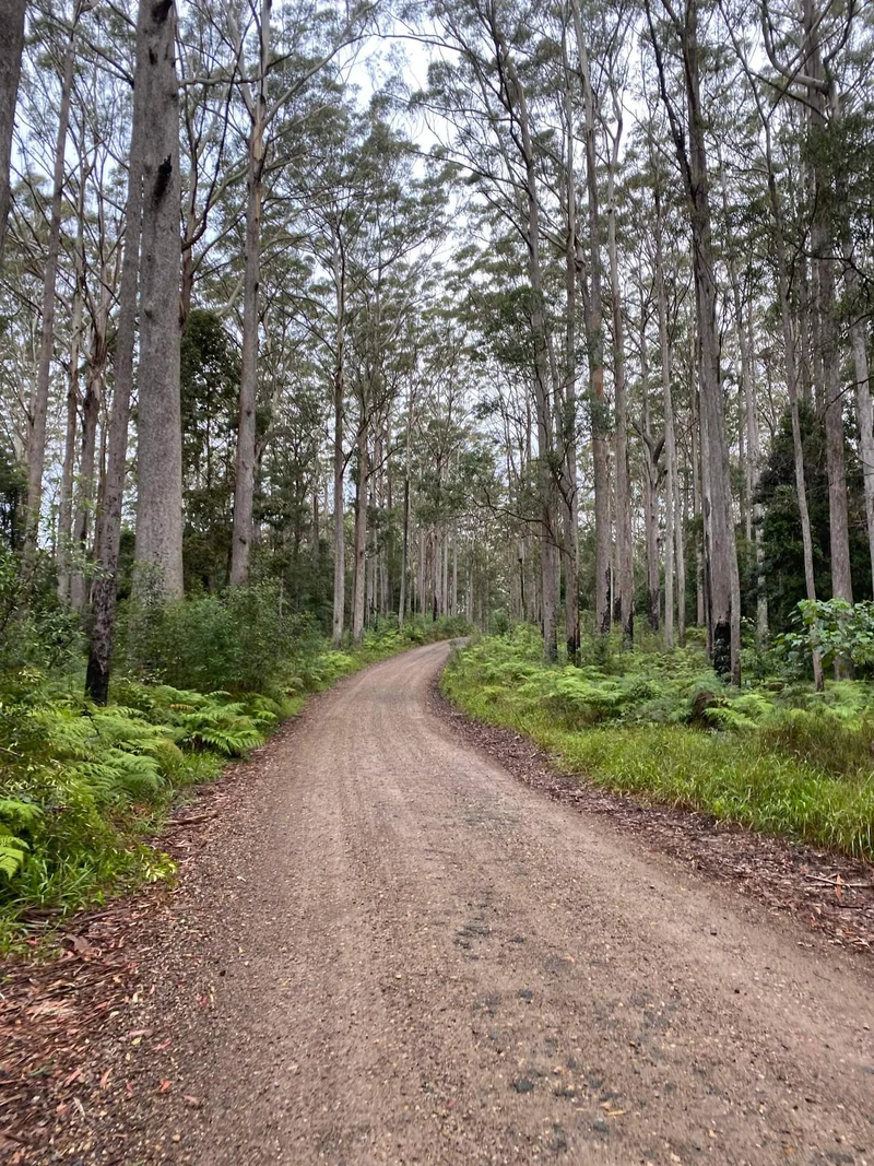 Mapleton National Park. Piccabeen Circuit. 7.6km