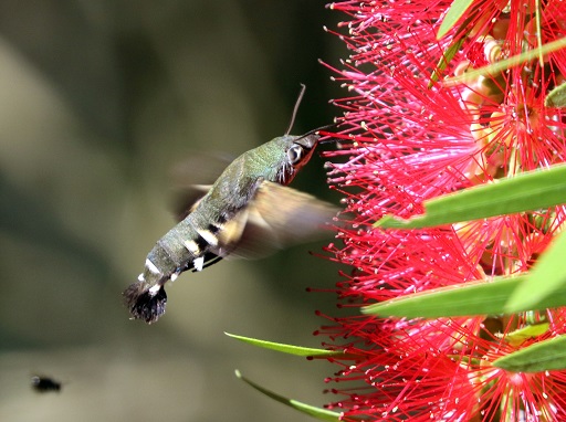 Hummingbird hawk moth