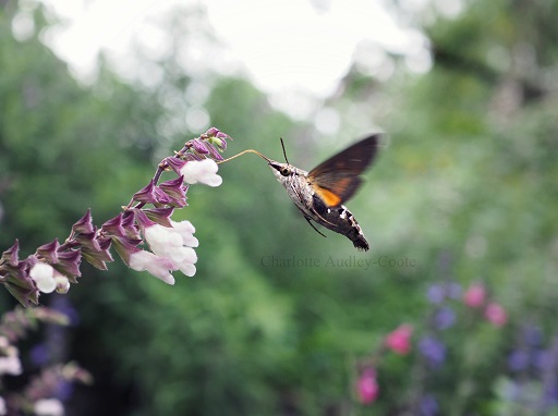 Hummingbird hawk moth