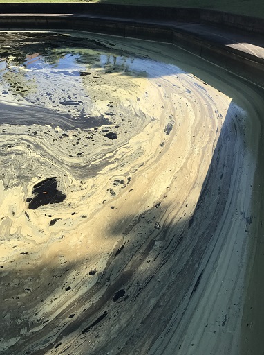 Pollen accumulation on our waterways