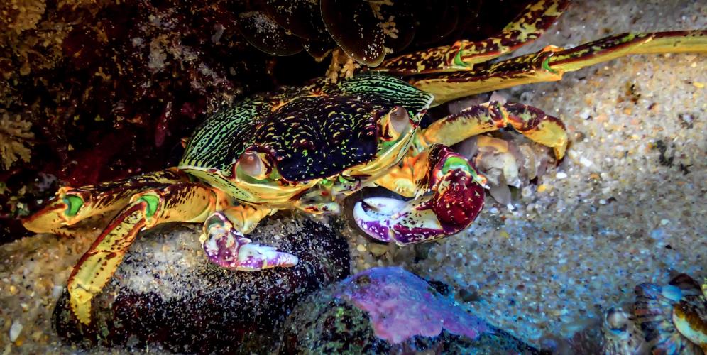 Rocky shore species identification