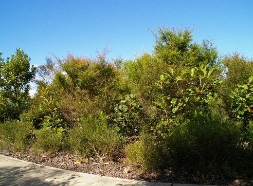 Creating a wildlife friendly backyard