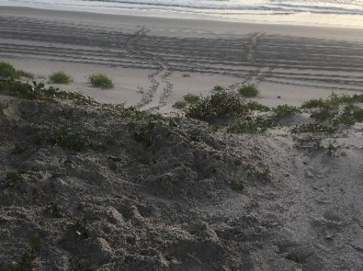 First Loggerhead turtle nest discovered for the 2021 season