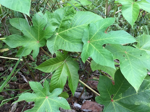 Mexican bean tree