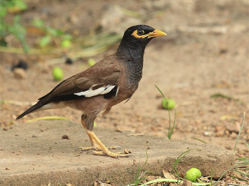 Priority invasive animals