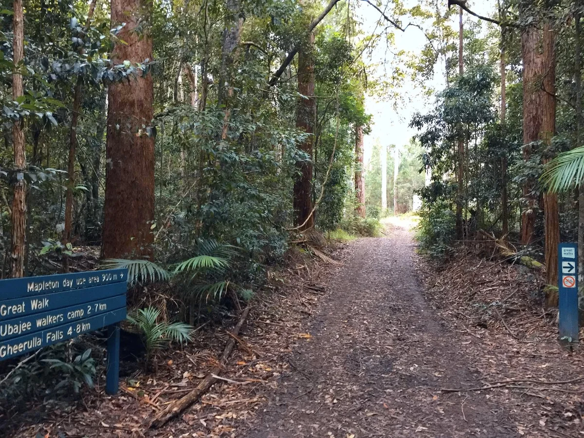Mapleton National Park. Piccabeen Circuit. 7.6km