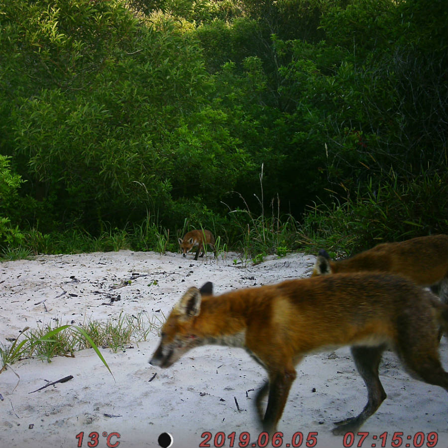 Priority invasive animals - European fox
