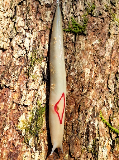 Red triangle slug