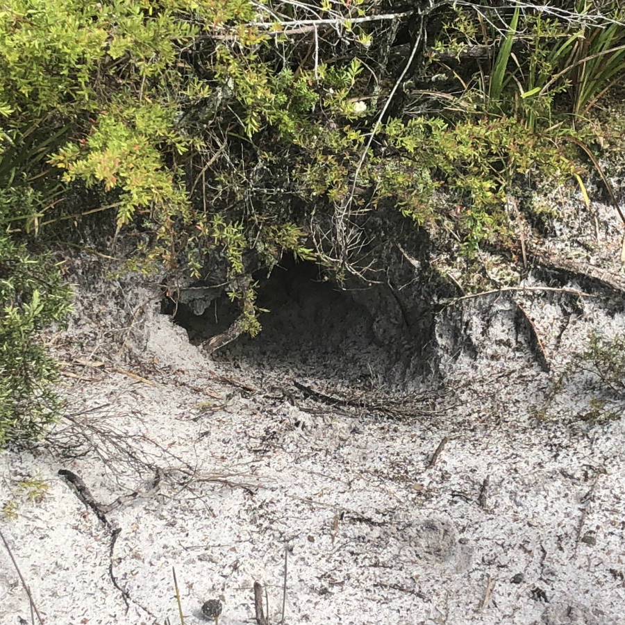 Priority invasive animals - European fox