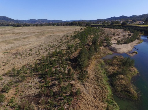 Large scale riparian revegetation
