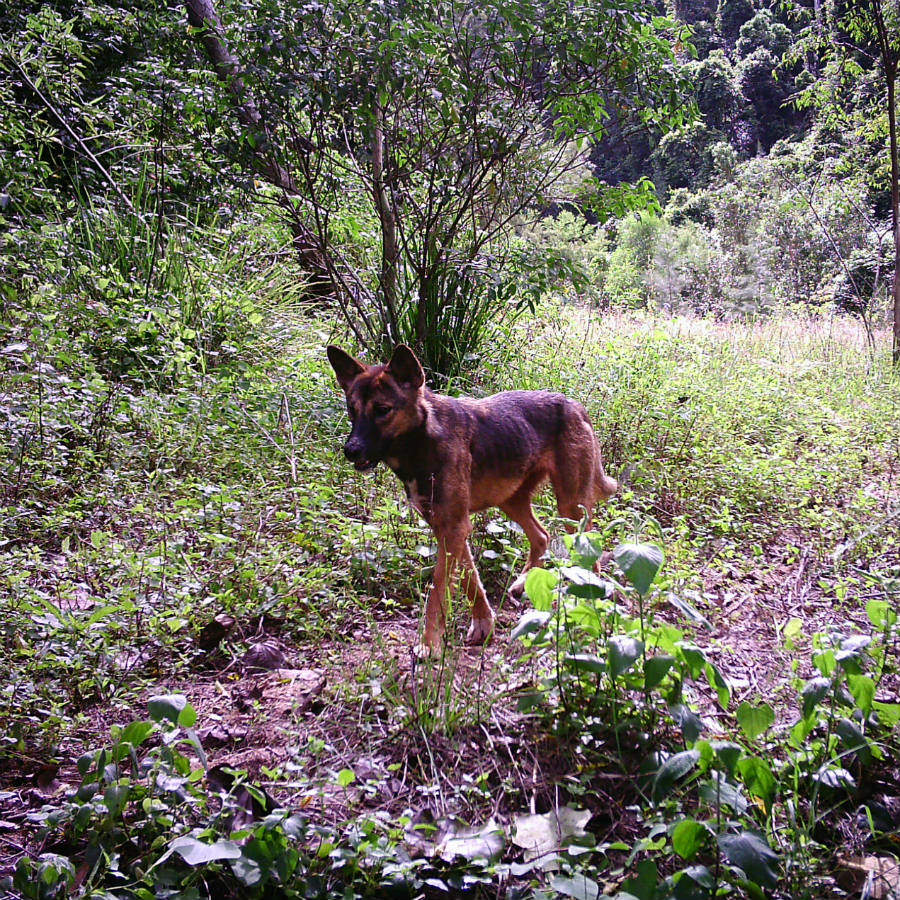 Priority invasive animals - wild dog