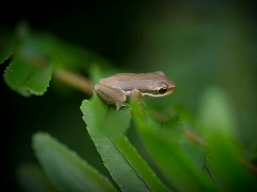 Eastern sedge frog Litoria Fallax