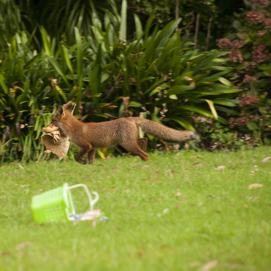 Priority invasive animals - European fox