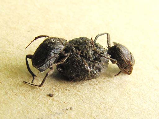 Dung beetles