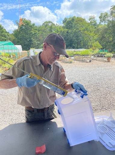 Trapping cane toad tadpoles