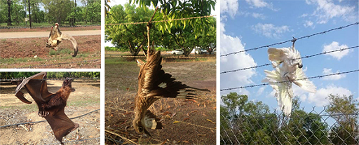 Wildlife mortality and injury from barbed-wire fences