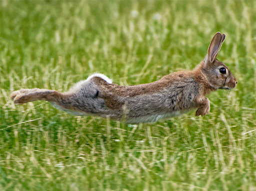 Invasive animals