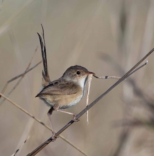 Red-backed fairy-wren