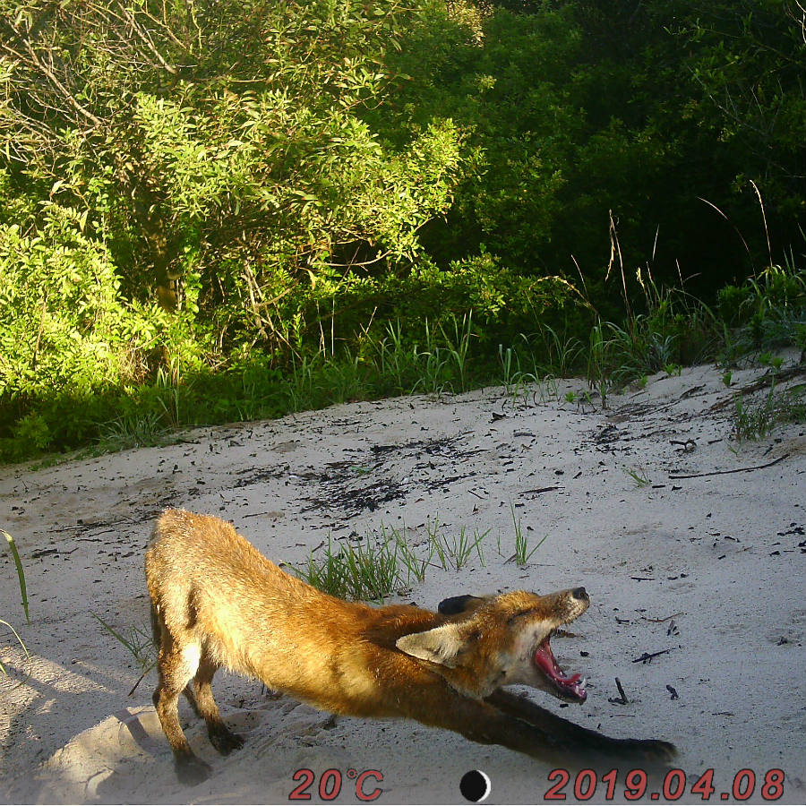 Priority invasive animals - European fox