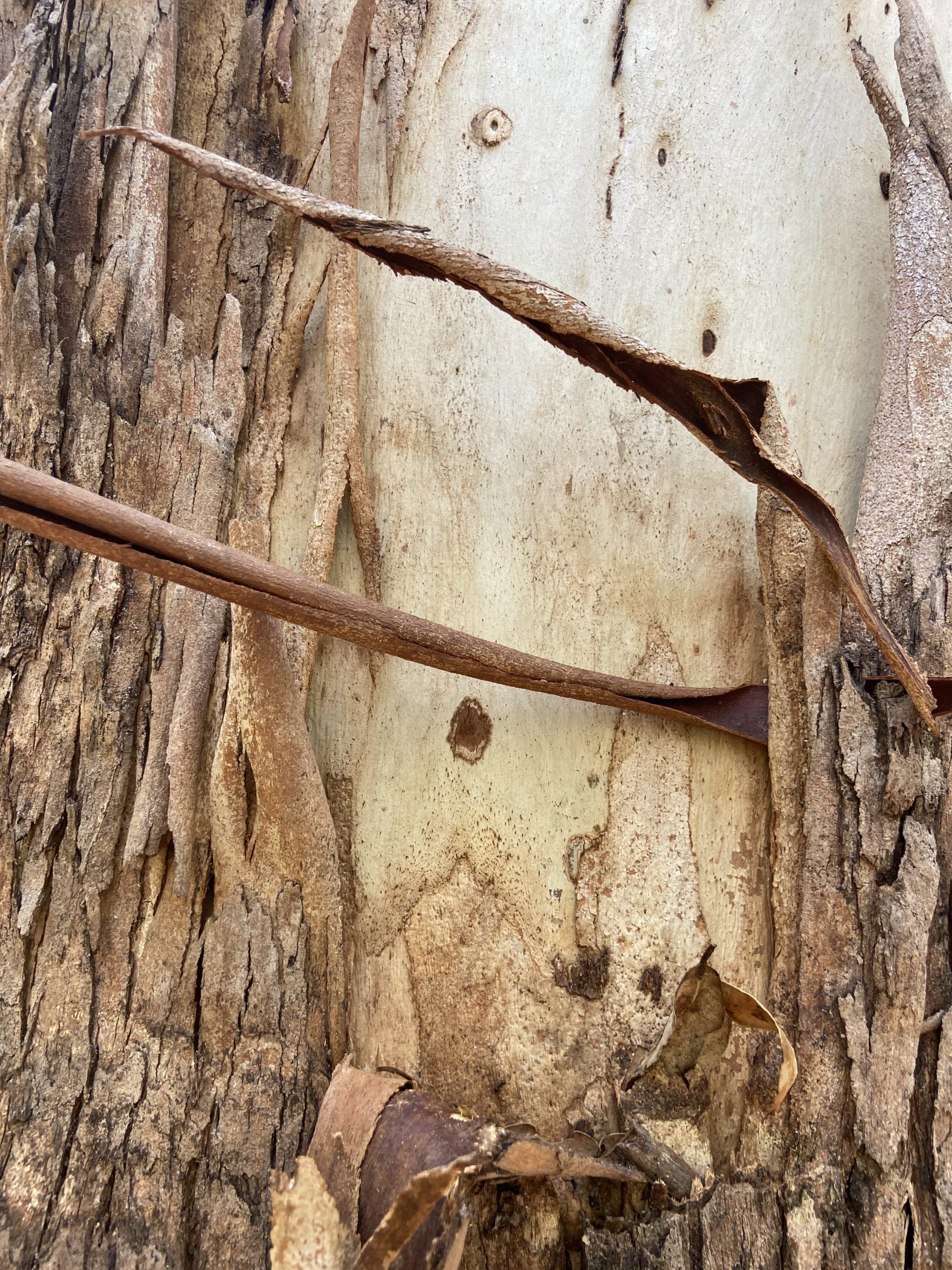 Event A Home Among The Gum Trees | OurSC