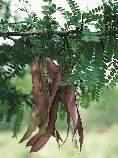 Honey locust tree