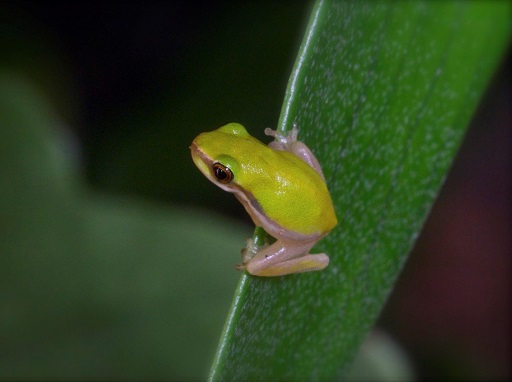 Eastern sedge frog Litoria Fallax