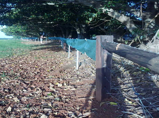 Wildlife mortality and injury from barbed-wire fences