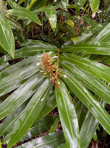 Native ginger