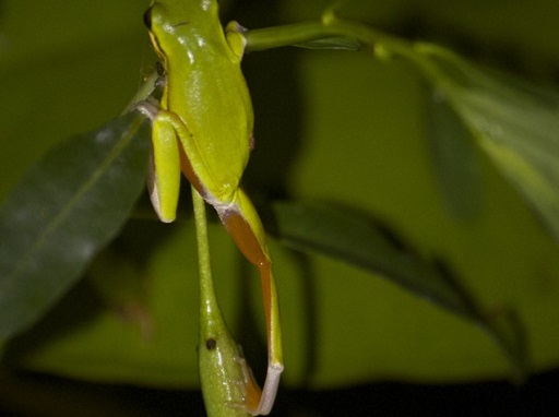 Eastern sedge frog Litoria Fallax