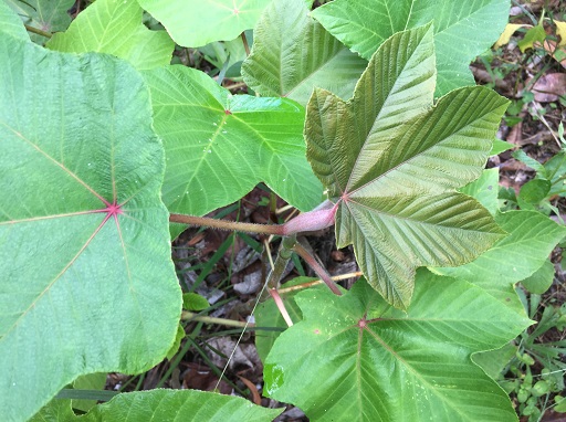 Mexican bean tree seedlings found near Buderim