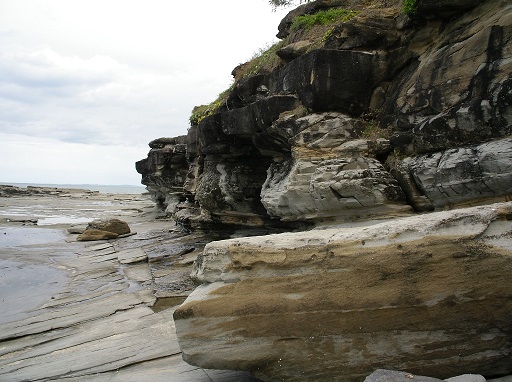 Rocky shore species identification
