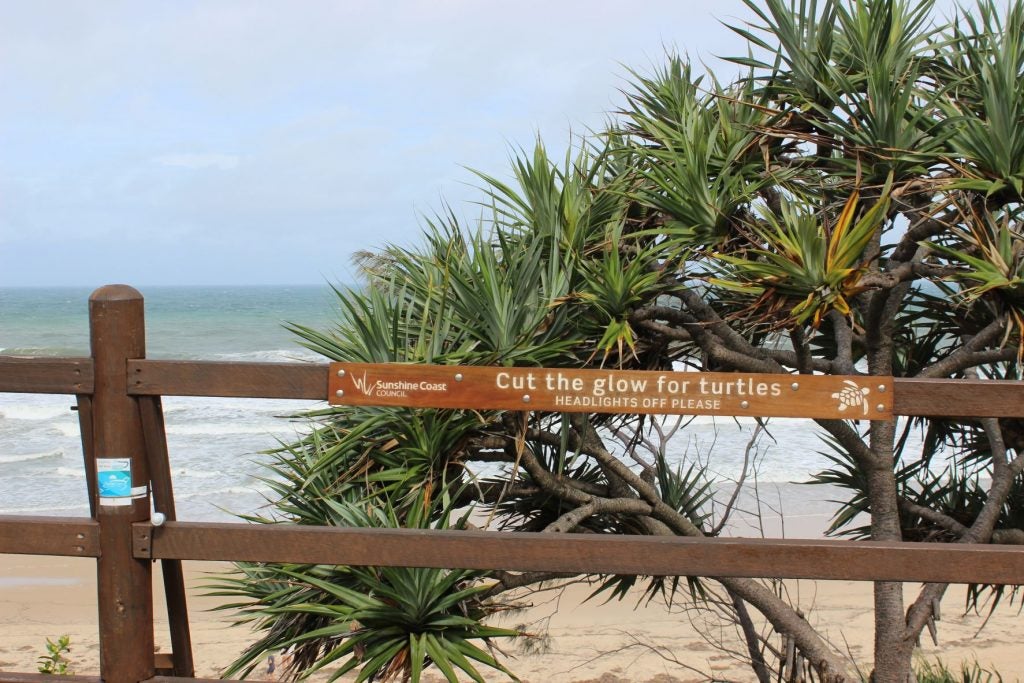 Point Cartwright Drivers Cut The Glow For Turtles | OurSC