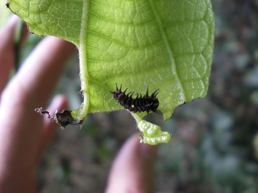 Ecological trap