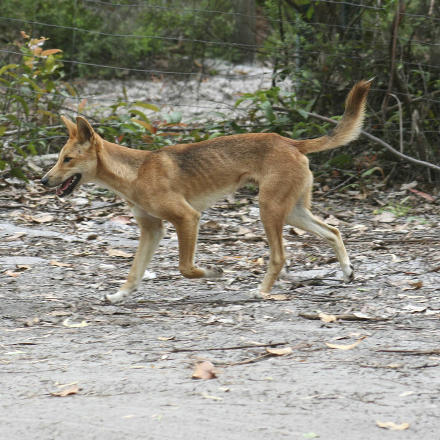 Priority invasive animals - wild dog