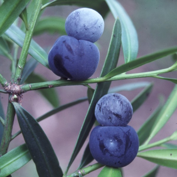 Replanting with native plants