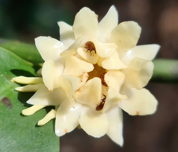Bolwarra or native guava