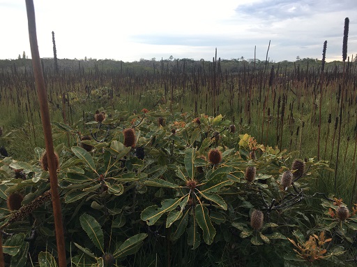 Bushfire recovery project