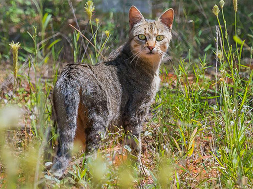 Priority invasive animals