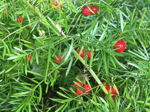Invasive plants
