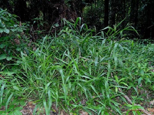 Broad-leaved paspalum